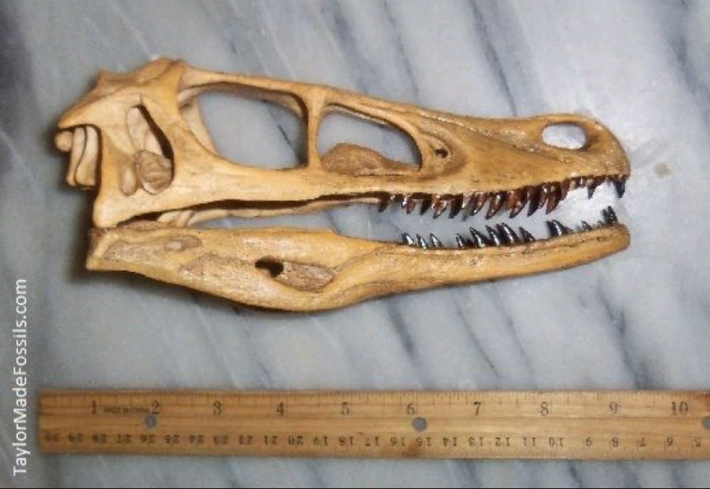 Velociraptor Skull Replica